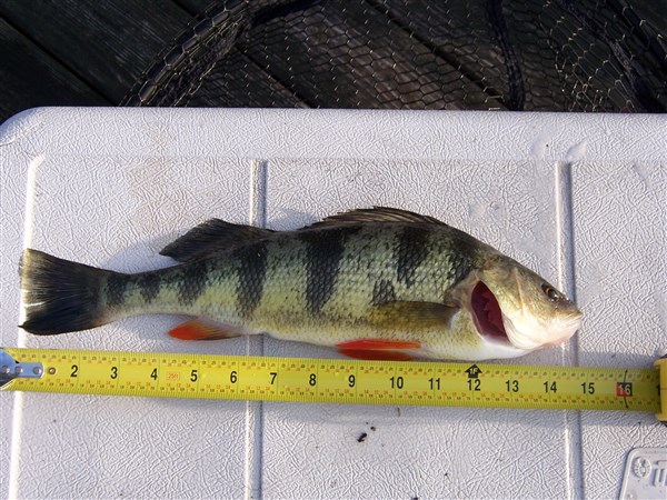 Man's pond pampering produces Perch-zilla | The Blade