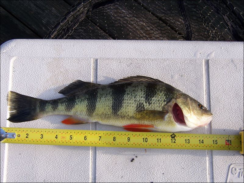 Man's pond pampering produces Perch-zilla - Toledo Blade