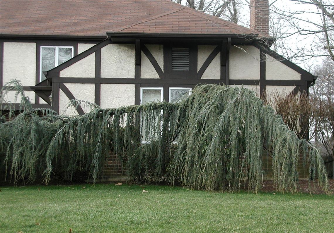 Weeping Trees Golden Weeping Willow Tree Tree Nursery UK