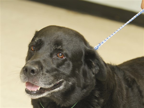 Lucas County Dogs for Adoption: 7-06 | The Blade