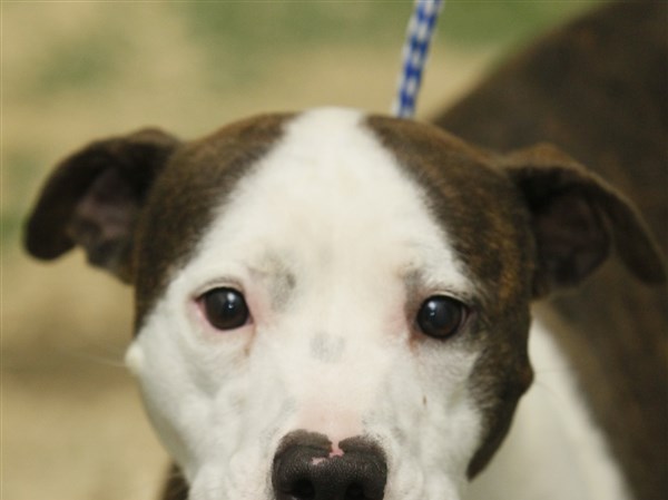 Lucas County Dogs for Adoption: 7-19 | The Blade