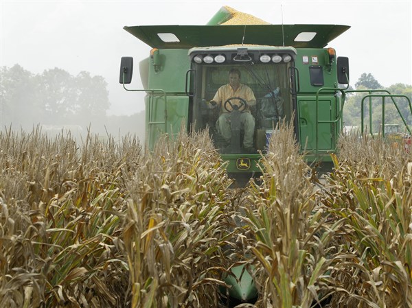 Summer's dwindling corn crop spurs betting by some hedge funds | The Blade