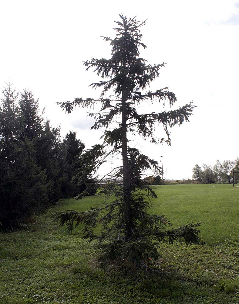 'Ugly Tree' will survive to battle another northwest Ohio winter - The ...