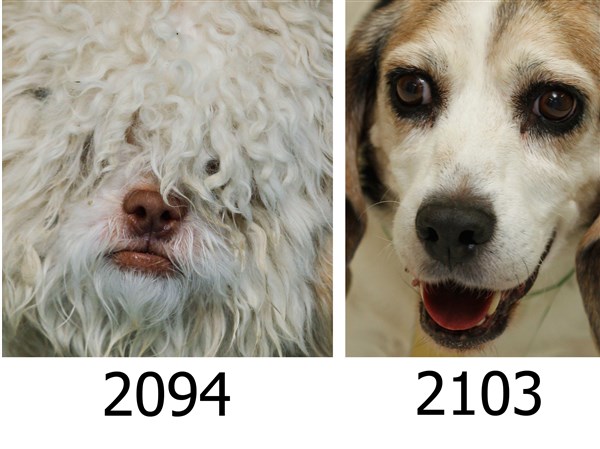 Lucas County dogs for adoption: 1-10 | The Blade