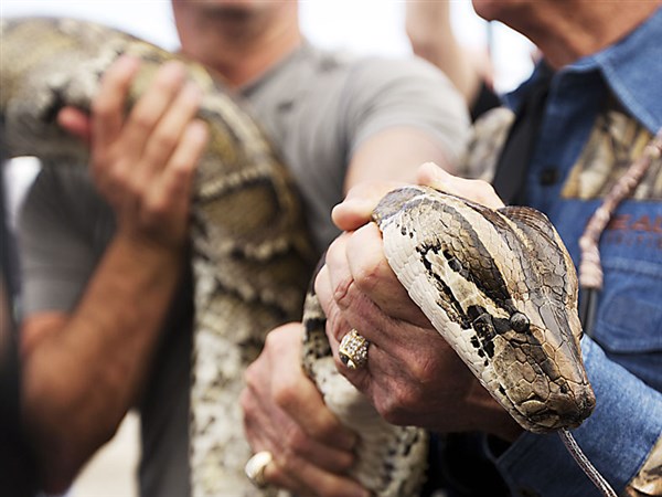 Pythons attract bounty hunters to Florida | The Blade
