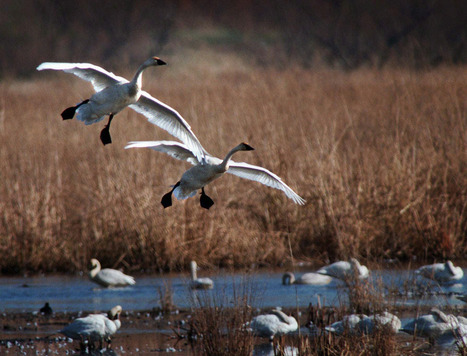 The tundra swan is one of the 747s of the waterfowl world - The Blade