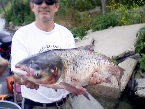 eDNA puts us in search for Asian carp in the Great Lakes | The Blade