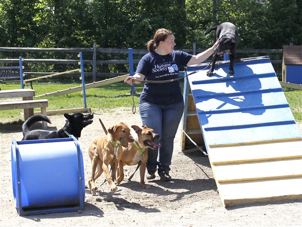 Dogs taken from hoard situation recovering | The Blade