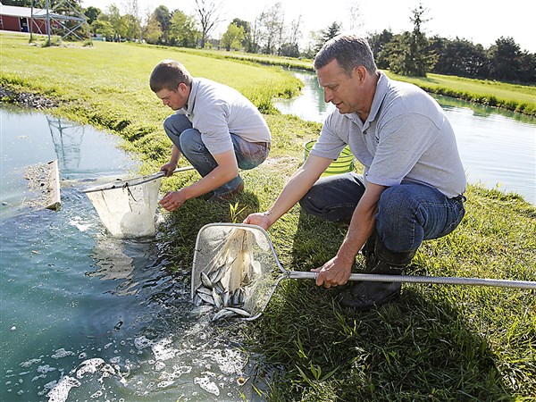 Fin Farm is a very fishy operation | The Blade