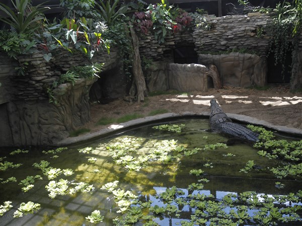 Wild Walkabout exhibit debuts at Toledo Zoo | The Blade