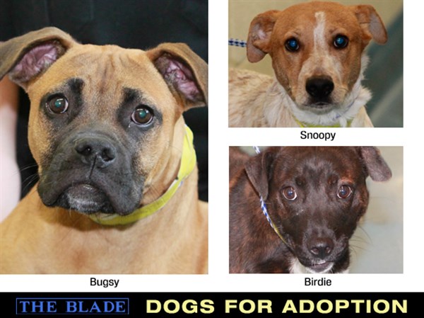 Lucas County Dogs for Adoption: 06.08.13 | The Blade