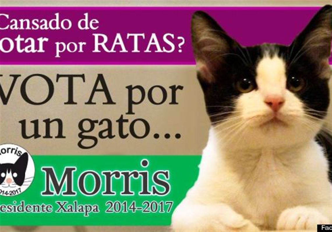 Morris The Cat Mayor