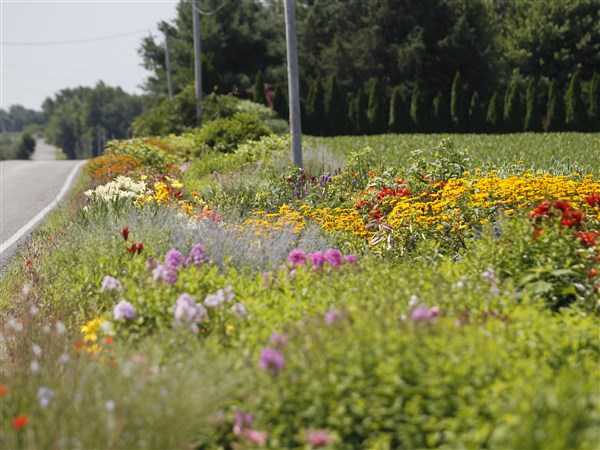 Road Warrior: Cheryl Metro's roadside garden | The Blade