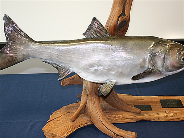Taxidermist gets work on Asian carp — as scary displays | The Blade