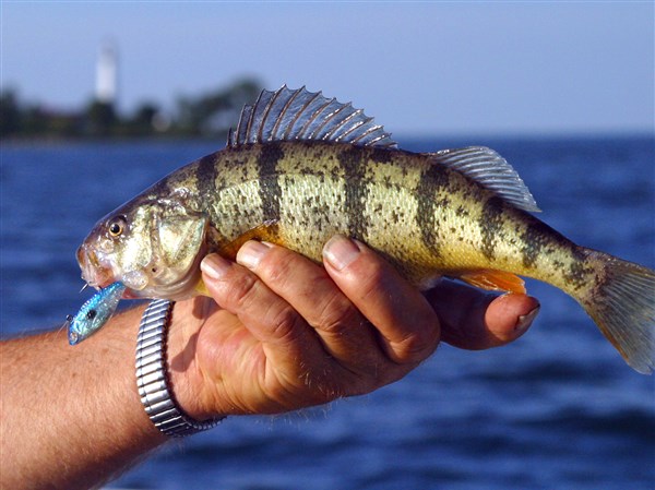 Boat issue settled, state will stock Fremont reservoir with perch | The ...