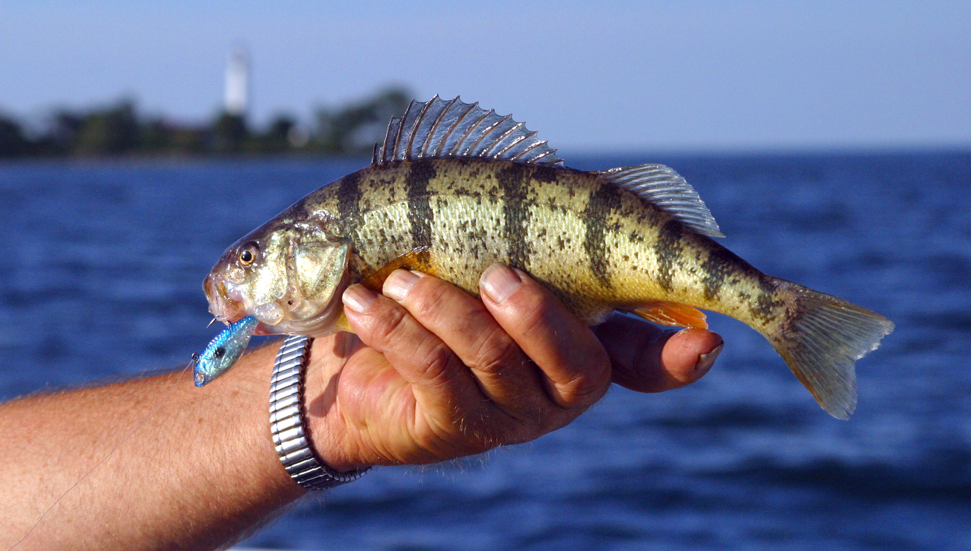 Boat issue settled, state will stock Fremont reservoir with perch - The ...
