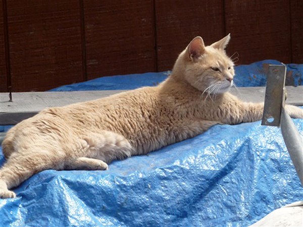 Quirky Alaska town roots for recovery of honorary mayor, Stubbs the cat ...