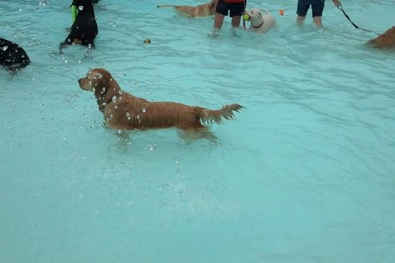 Jeepster swims at Plummer Pool - The Blade