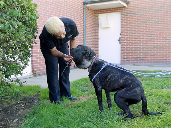 Fund aids dog suffering from embedded collar | The Blade