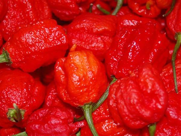 World's hottest pepper is grown in South Carolina | The Blade