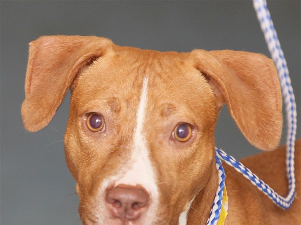 Lucas County Dogs for Adoption: 1-17 | The Blade