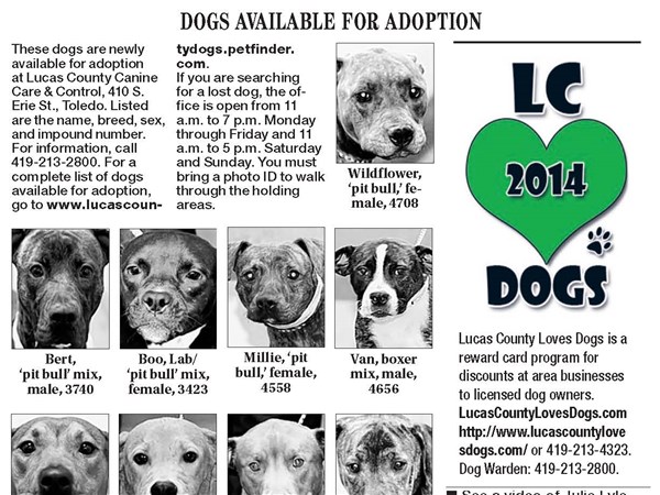 Lucas County Dogs for Adoption: 1-19 | The Blade