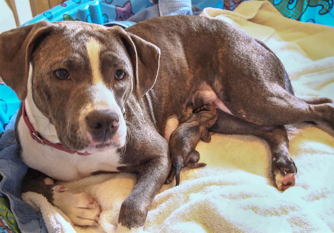 What To Do If A Newborn Puppy Is Cold