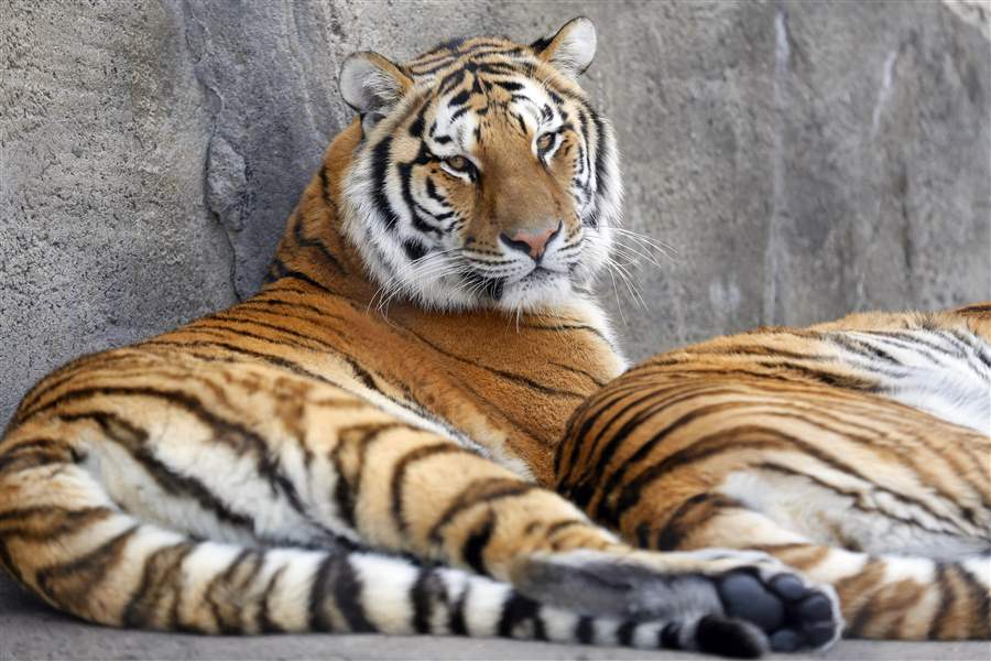 Mike The Tiger treatment is now visible | Page 4 | Tiger Rant