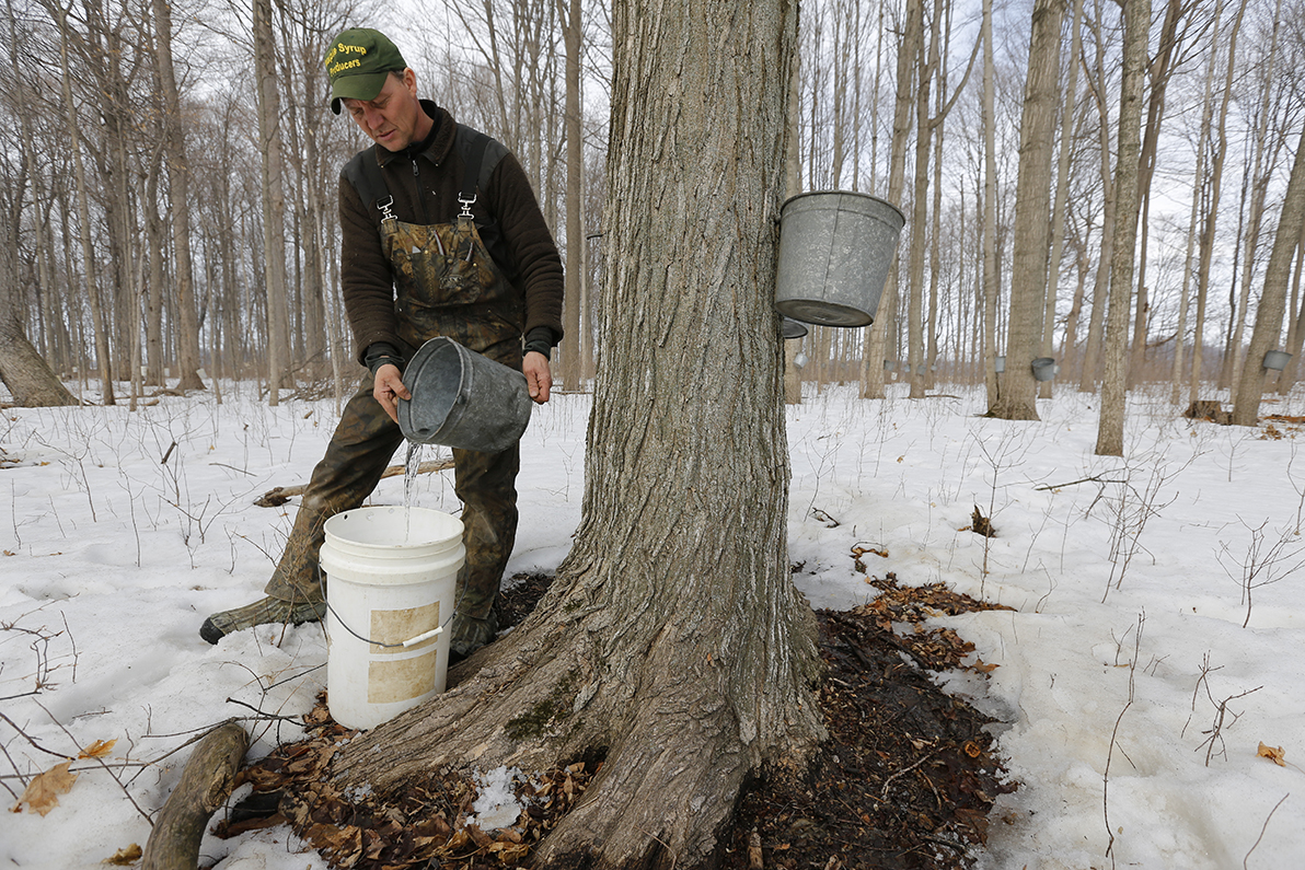 True maple syrup rooted in tradition for one area family - The Blade