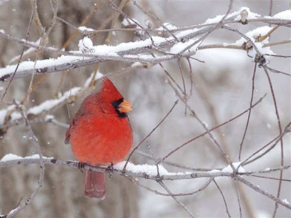 Cardinal attacks its reflection in window, mirrors | The Blade