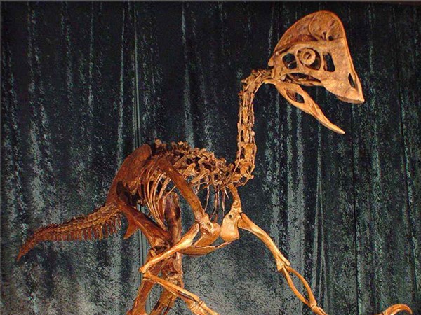 Pittsburgh history museum unveils dinosaur that’s no Chicken Little ...