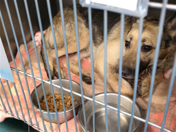 Police issue warrants for suspected dog shooter | The Blade