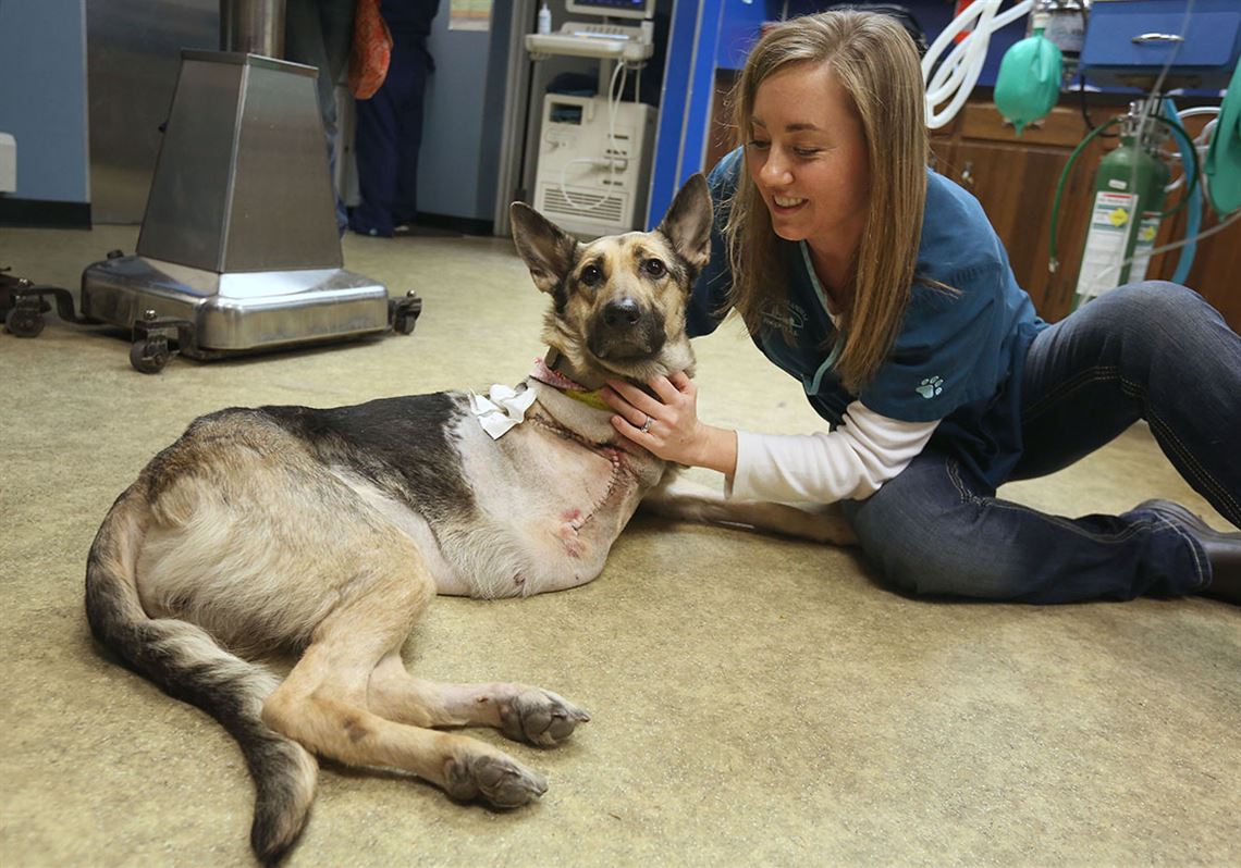 How Can I Help My Dog Recover From Amputation