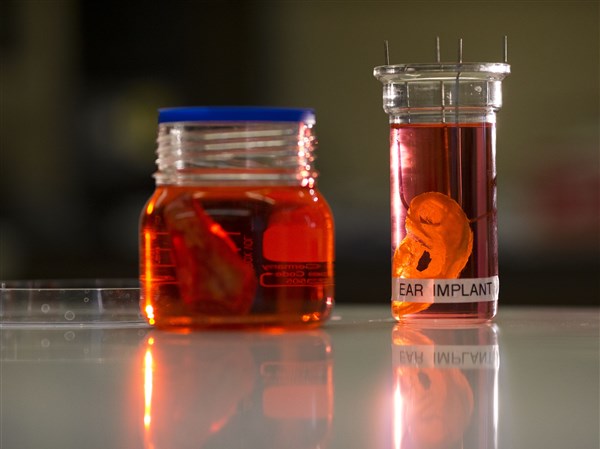 U.K. scientists make body parts in lab | The Blade