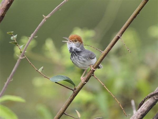 Dozens of new flora, fauna species in Myanmar | The Blade