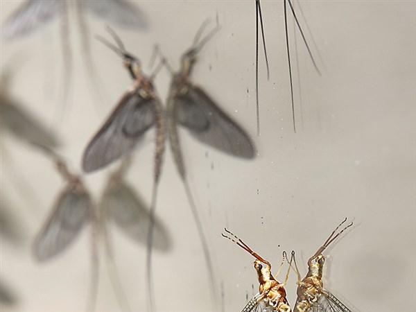 Mayflies mostly missing after years of swarms | The Blade