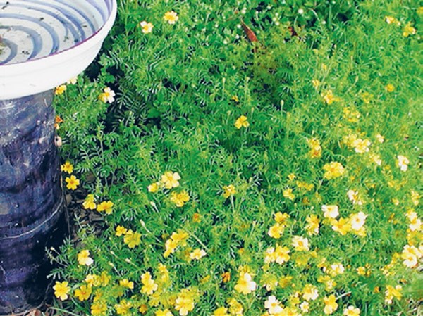 A different marigold: Lemon Gem offers beautiful leaves and flowers ...
