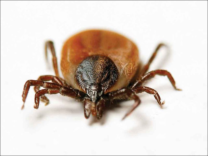 Be wary of ticks, mosquitoes in summertime - Toledo Blade