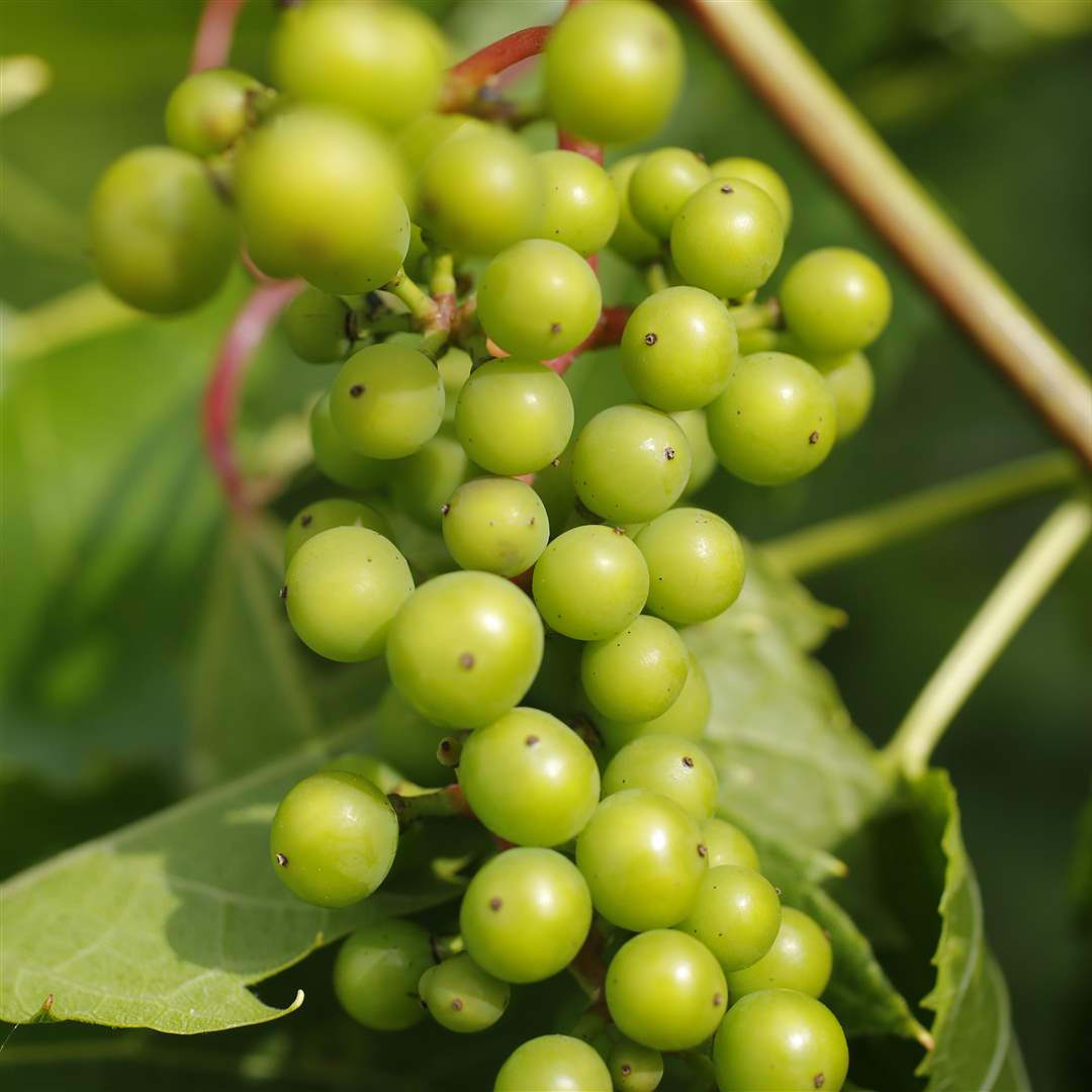 Weed It & Reap: Making wine in Monroe County - The Blade