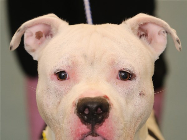 Lucas County Dogs for Adoption: 7-8 | The Blade