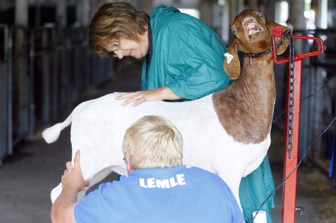 Lucas County Fair begins - The Blade