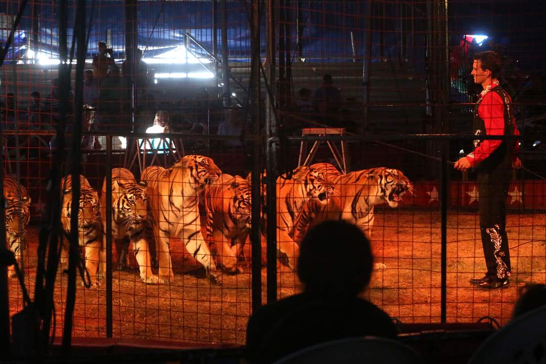 Kelly Miller Circus in Sylvania - The Blade