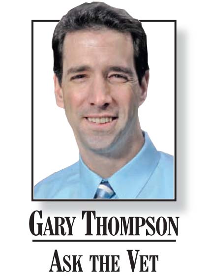 For pets, trouble can often start in the mouth