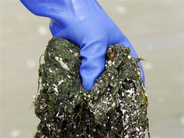 Here’s toxic tale of Annie, Fannie, Mike | The Blade