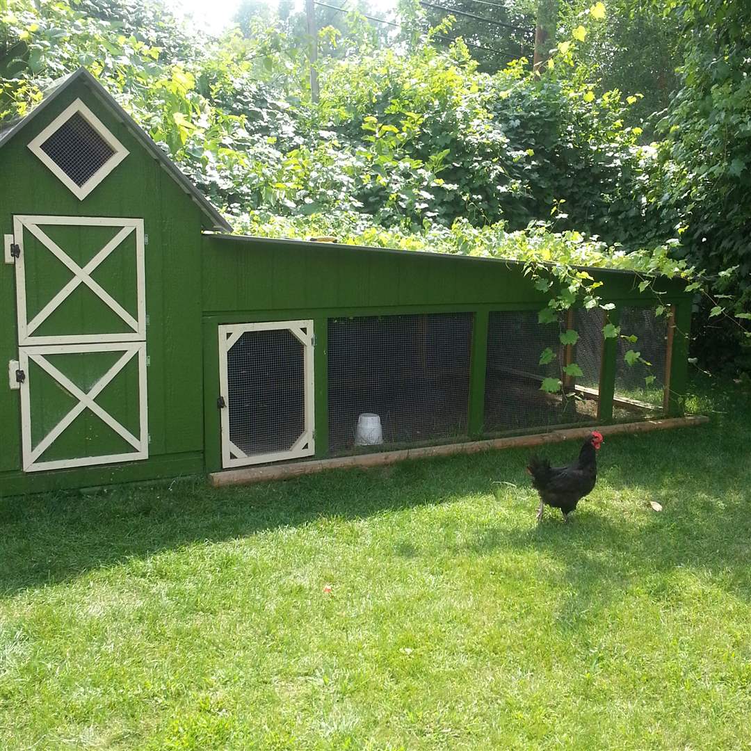 Saving the chickens - The Blade