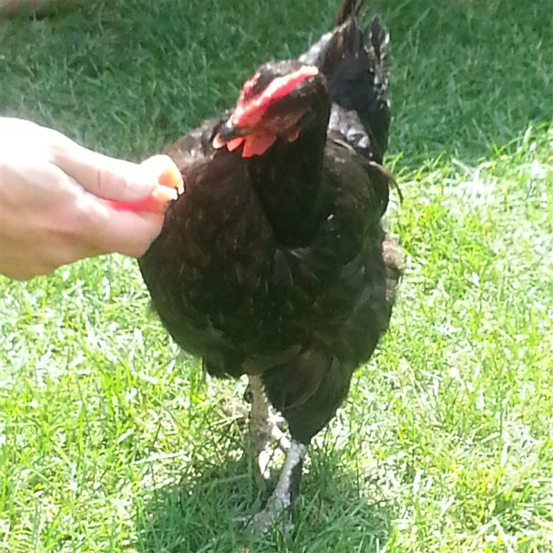 Saving the chickens - The Blade