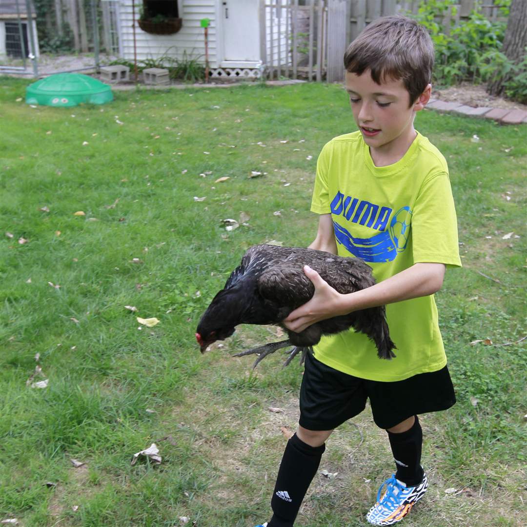 Saving the chickens - The Blade