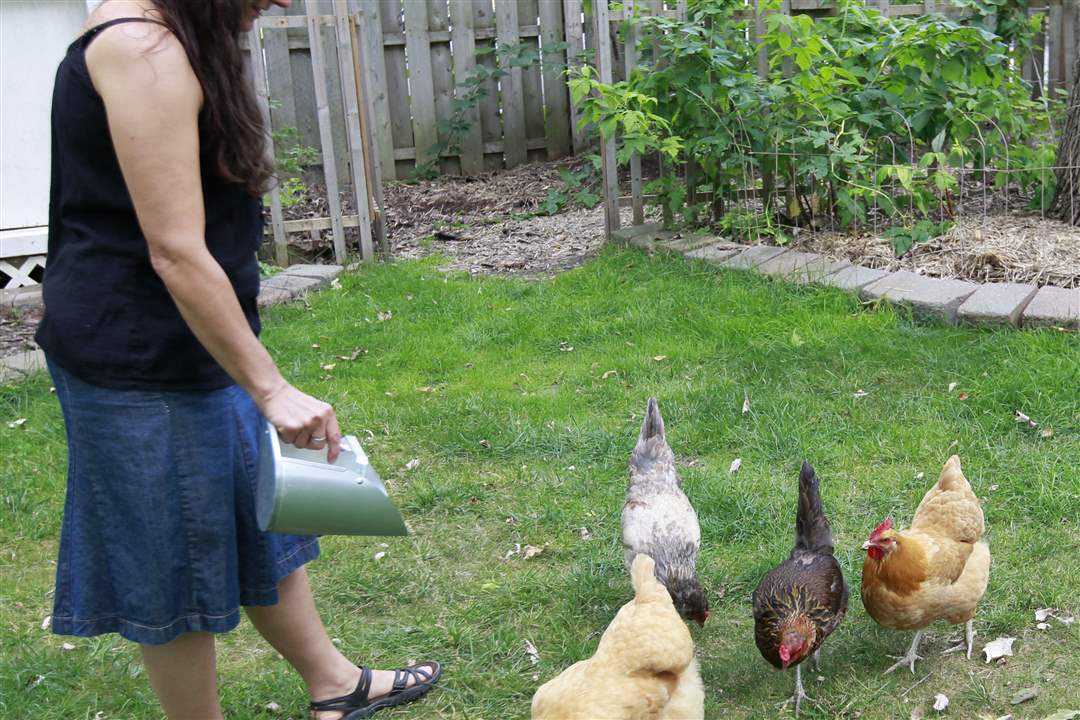 Saving the chickens - The Blade