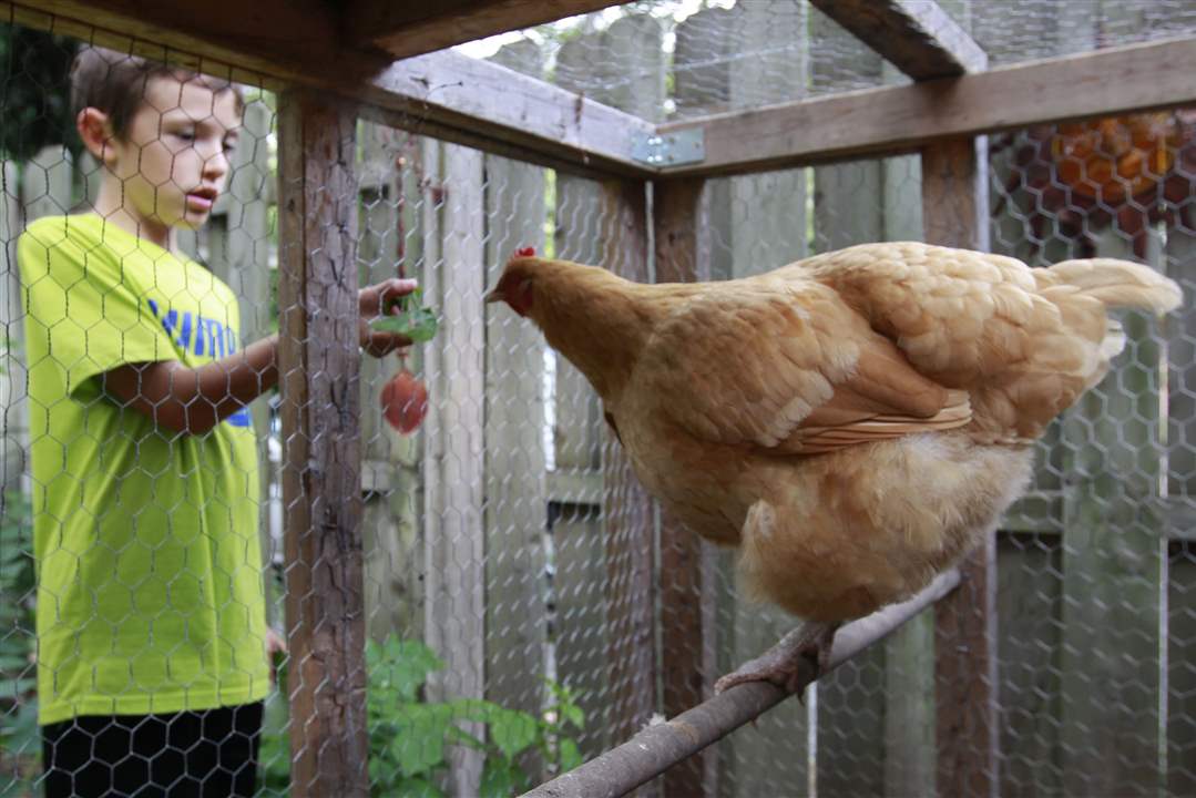 Saving the chickens - The Blade