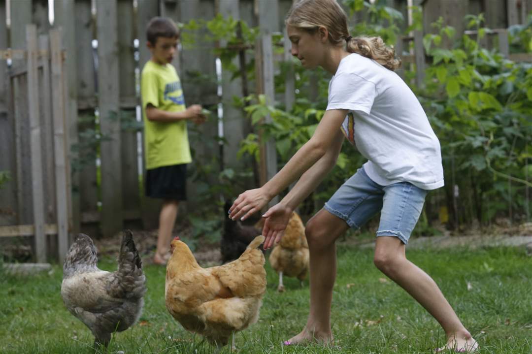 Saving the chickens - The Blade